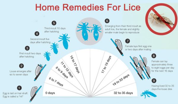 2 Natural Head Lice Treatments with Coconut Oil - Simply and Naturally