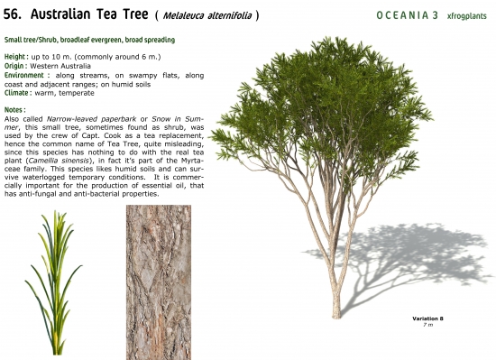 australian-tea-tree - Simply and Naturally