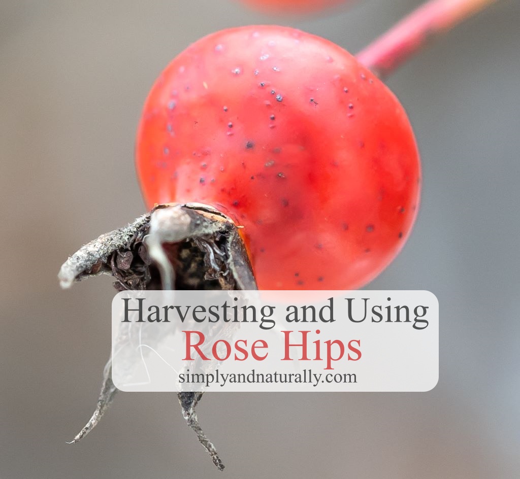 Harvesting and Using Rose Hips - Simply and Naturally