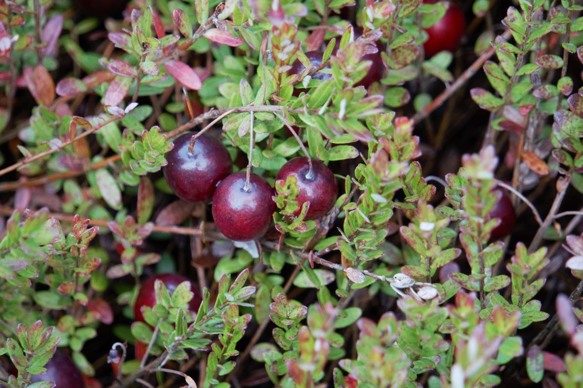 Cranberry: A Superfood Packed With Health Benefits - Simply and Naturally