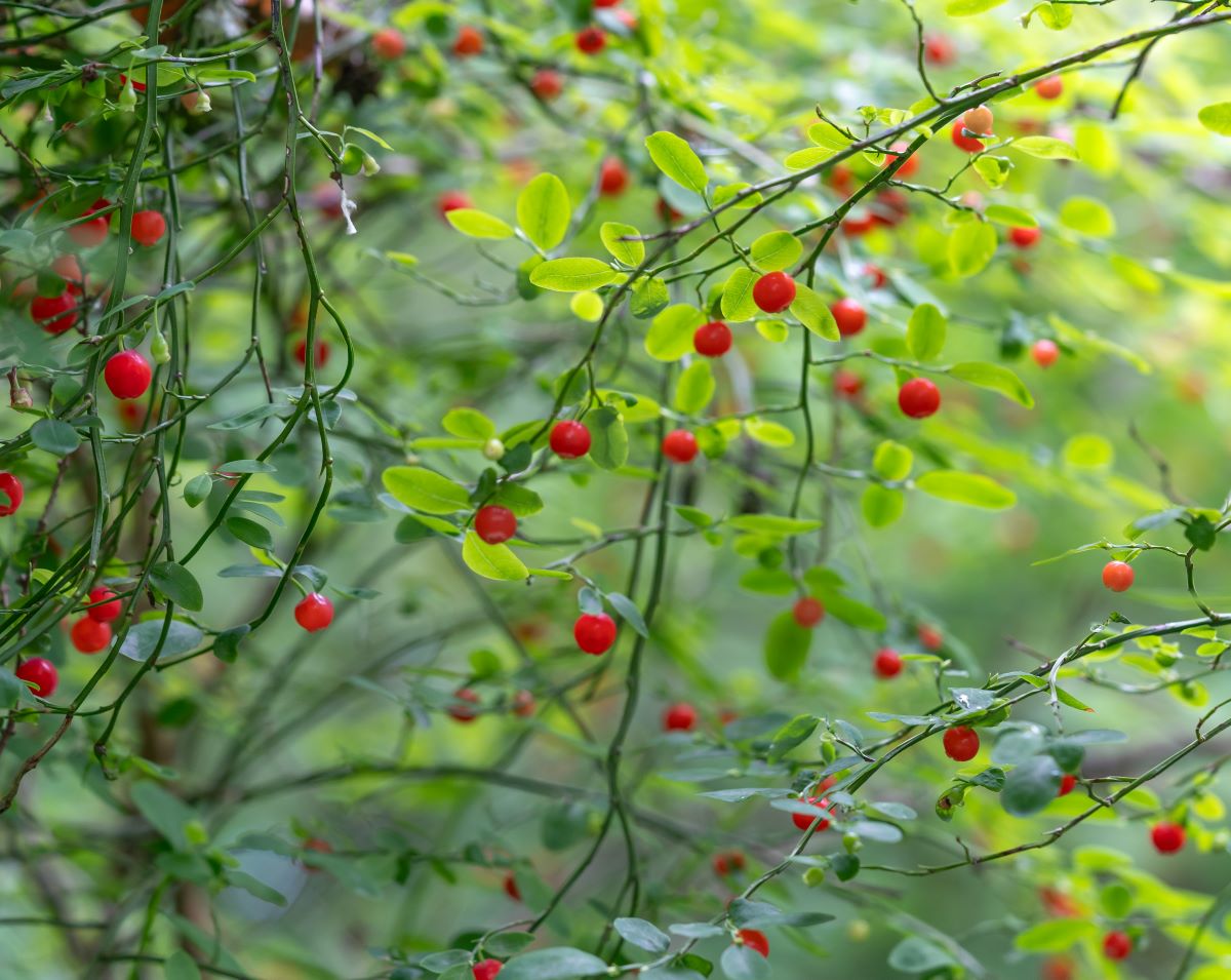 Red Huckleberry Benefits And Uses - Simply and Naturally