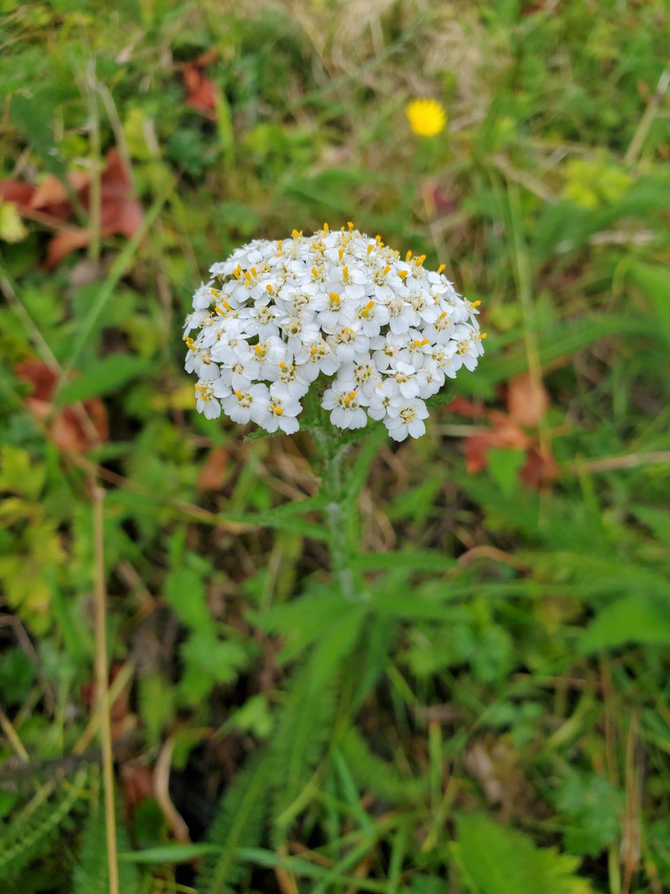 Yarrow: Health Benefits And Uses - Simply and Naturally